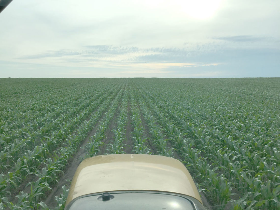 Organic corn: It can compete | News, Sports, Jobs - Messenger News